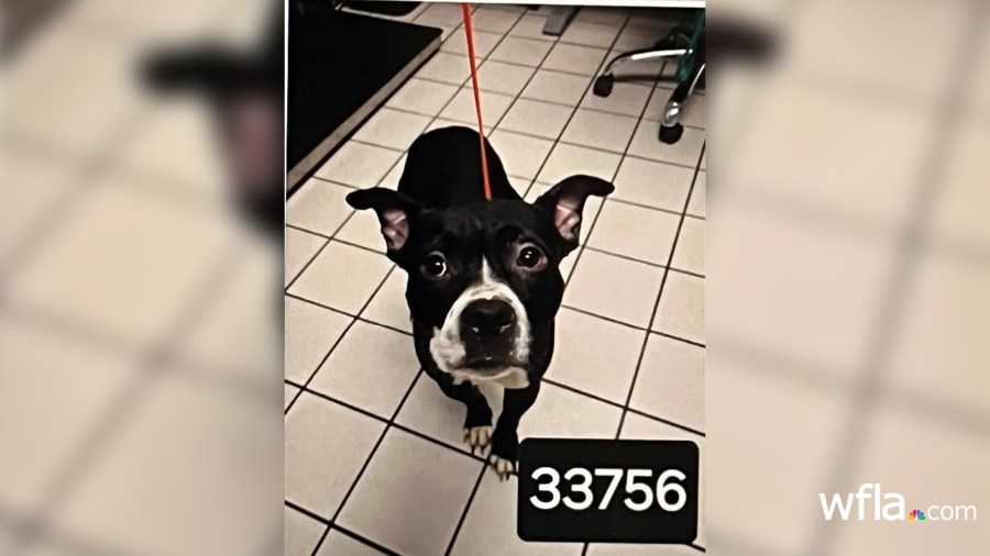 Dexter’s Law database to launch Jan. 1; advocates push for stronger ...