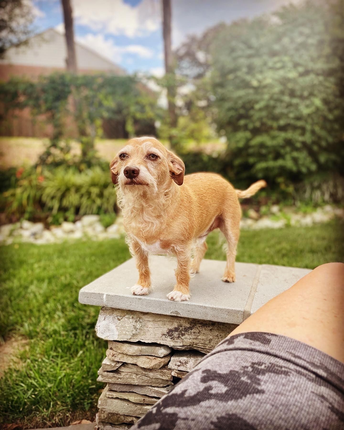 Valley pet tracker highlights quiet animal rescue network