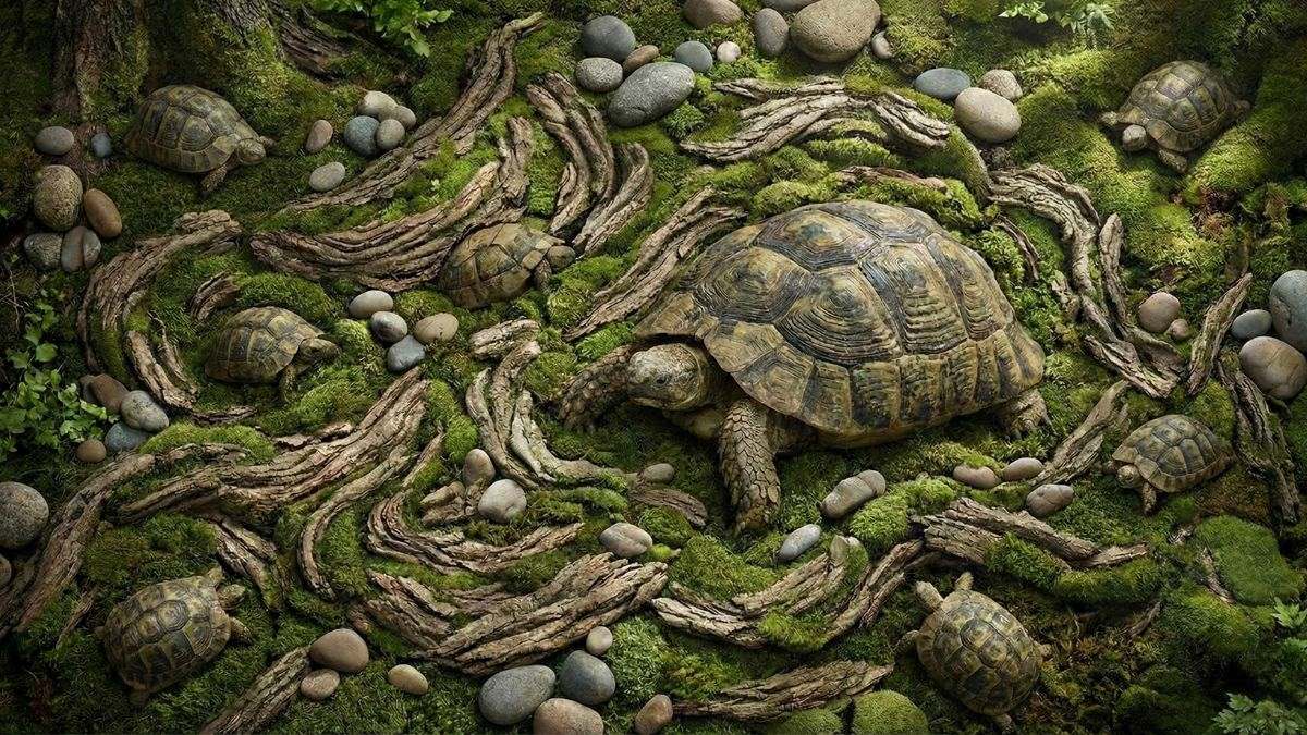 Only the smartest vision can find all the hidden tortoises in this ...