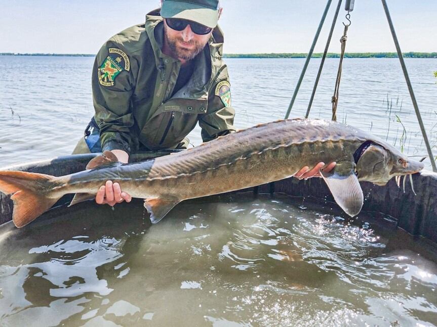 Lake Sturgeon monitoring breakthrough shows promising population recovery