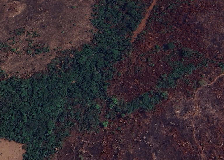 Satellite data show forest loss persists in Brazilian Amazon’s most ...