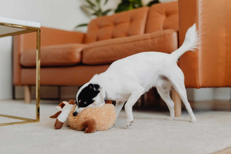 8 activities your dog loves doing with you at home