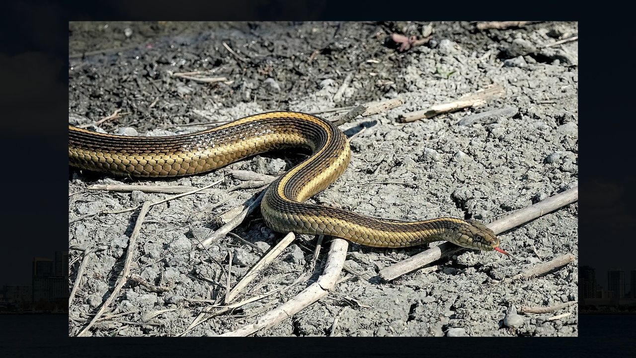 California now has a state snake, plus a bat, mushroom, and 40 other ...