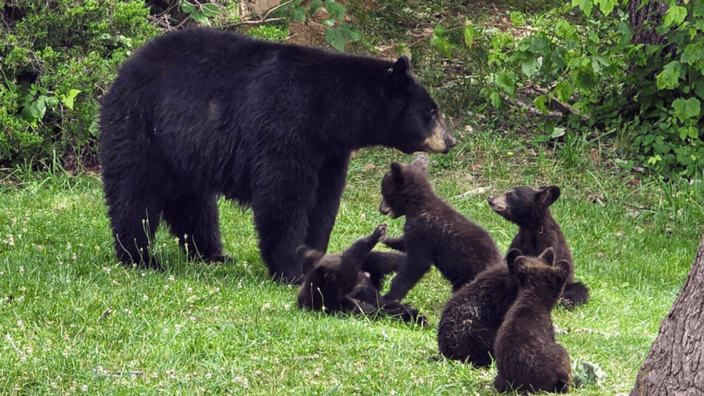 FWC reports successful 2025 bear hunt with 52 bears harvested