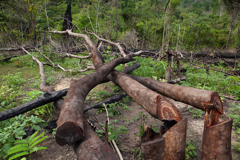 Satellite data show forest loss persists in Brazilian Amazon’s most ...