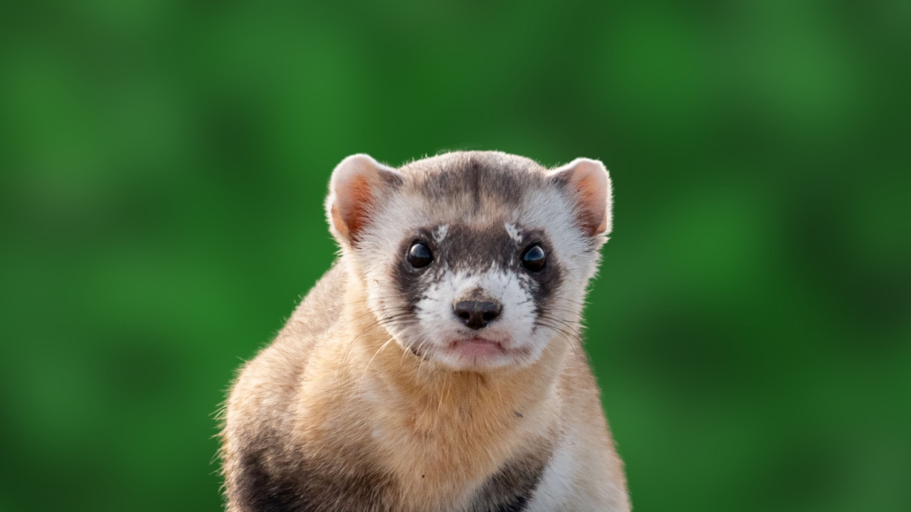 Rare US wildlife species protected by federal law
