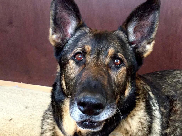 Ned’s Wish helps retired police and military dogs across Canada
