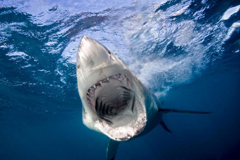 Great white sharks 'face extinction' as heads go on sale in fish markets