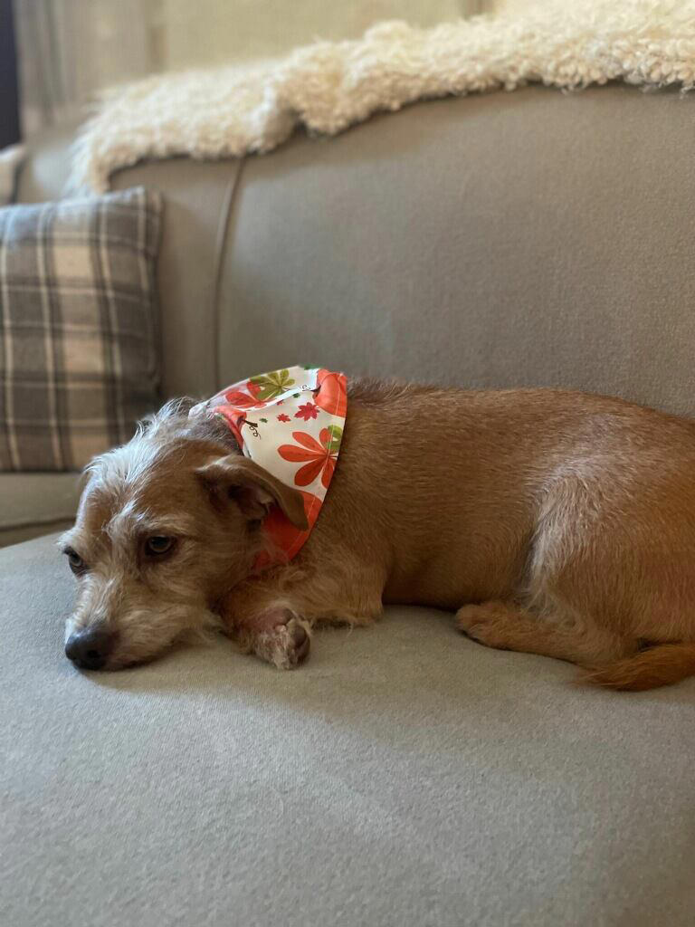 Valley pet tracker highlights quiet animal rescue network