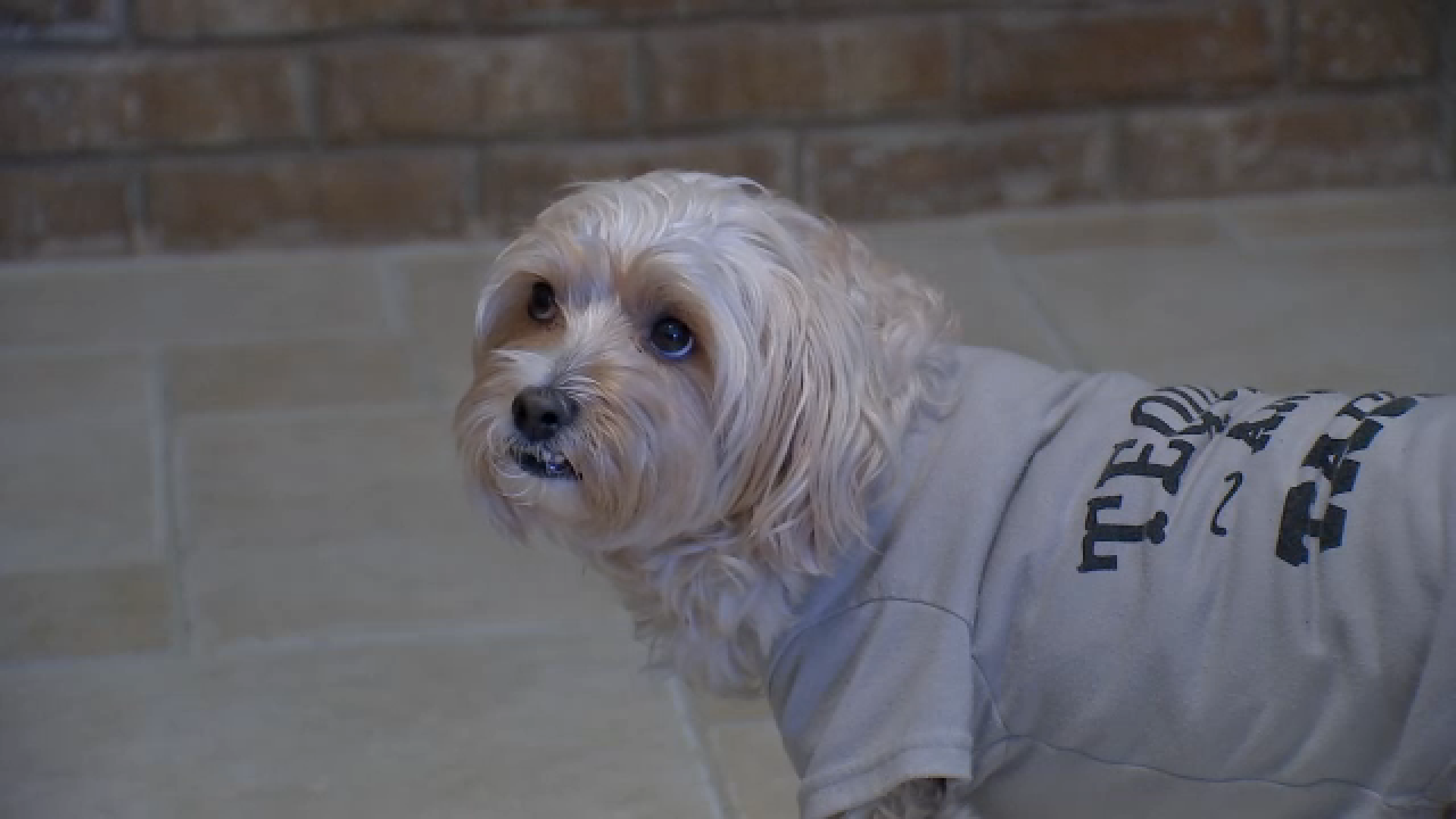 Owner of dogs involved in attack near Webster has numerous animal ...