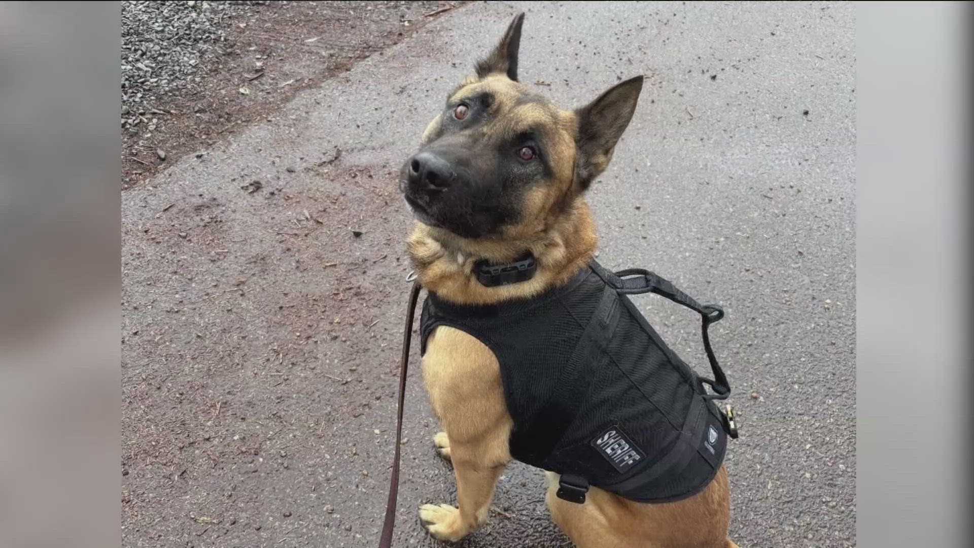 San Diego Sheriff's K-9 unit receives new state-of-the-art bulletproof ...
