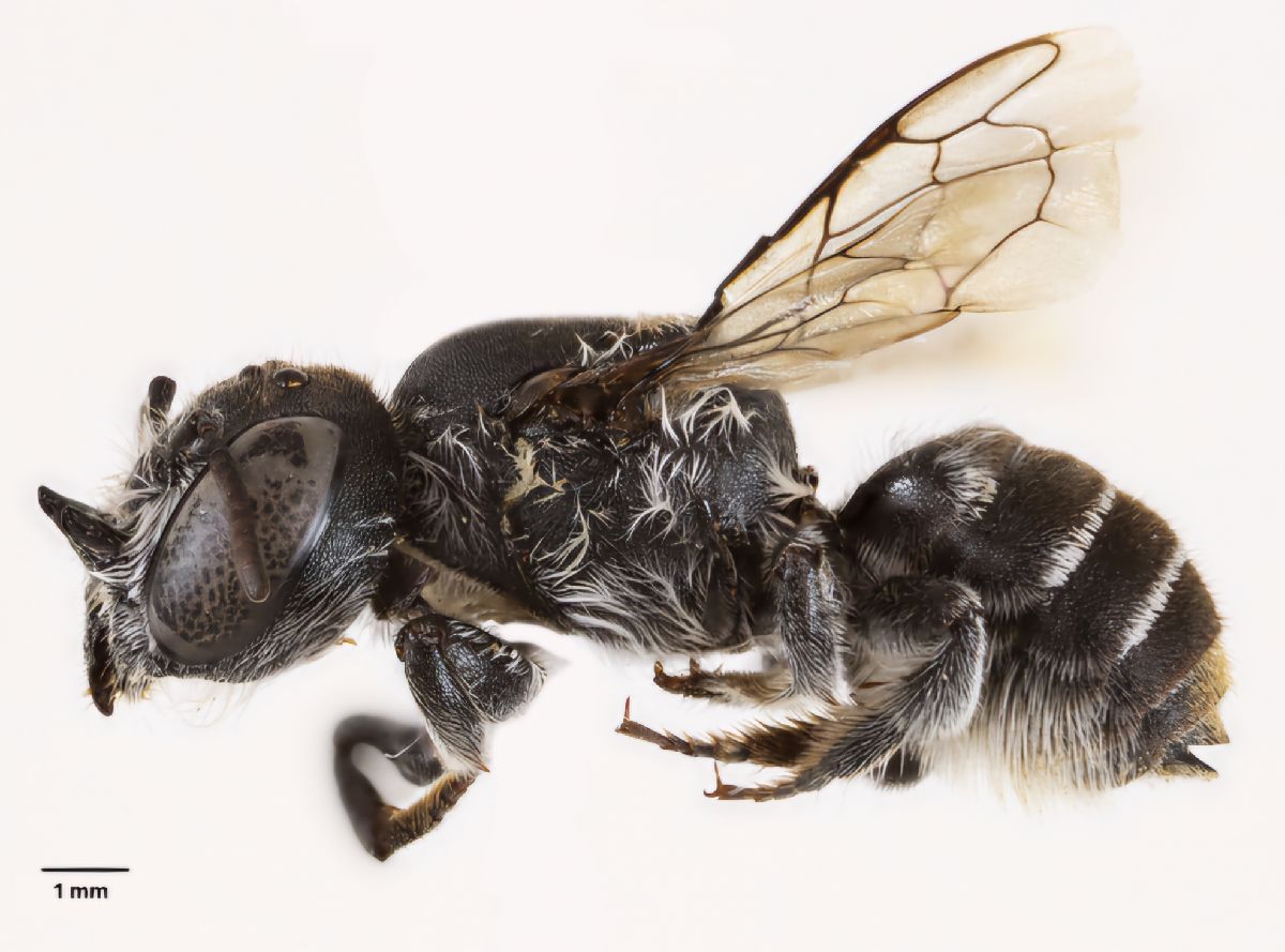 Viral! Ilmuwan Australia temukan lebah 'Lucifer' bertanduk setan di ...