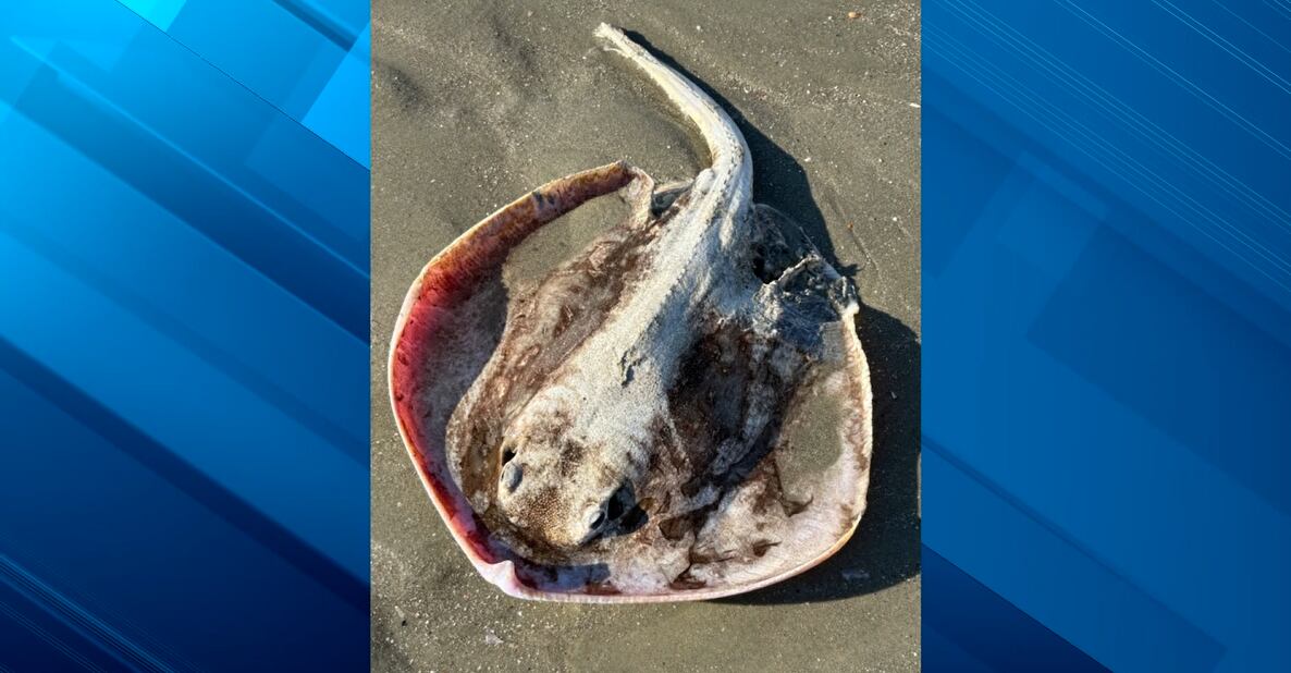 Marine life washes ashore in North Myrtle Beach during renourishment ...