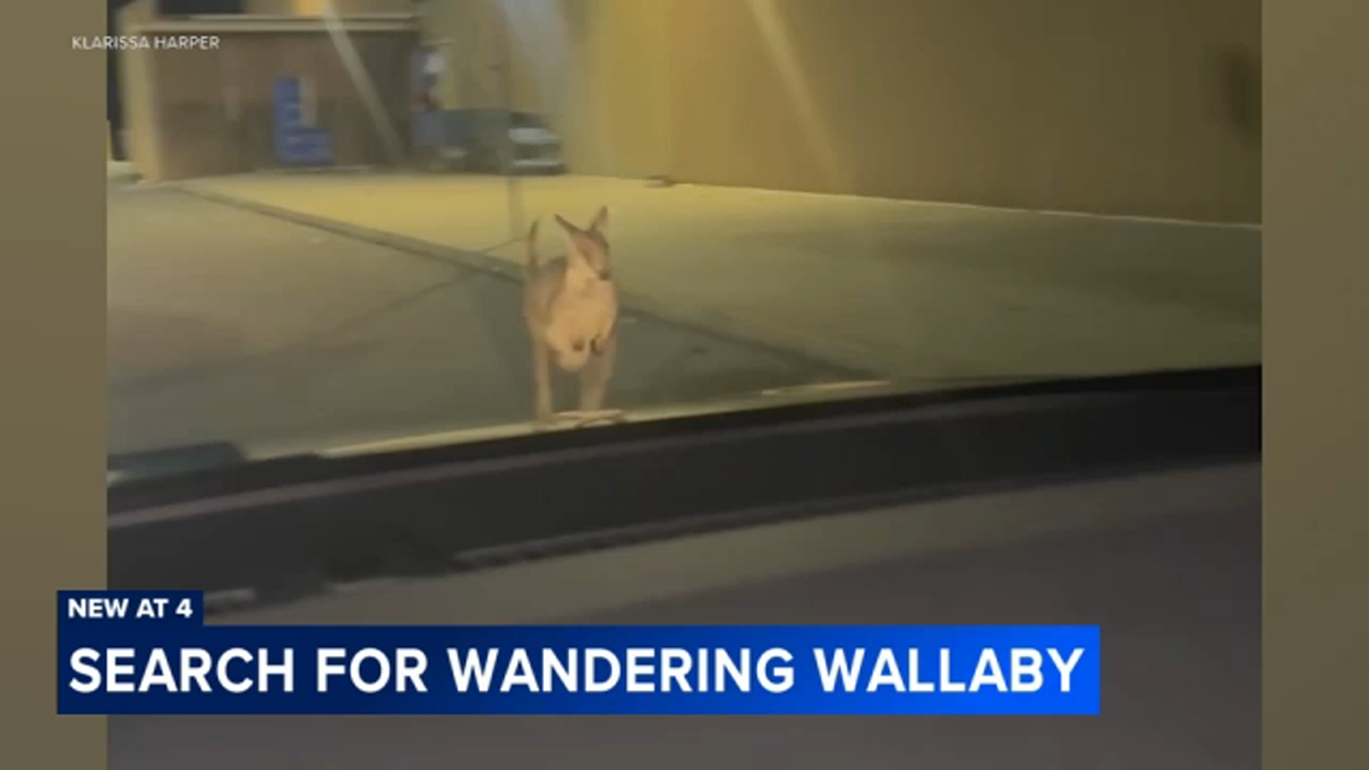 Escaped wallaby 'Rex' found safe near NJ shopping center