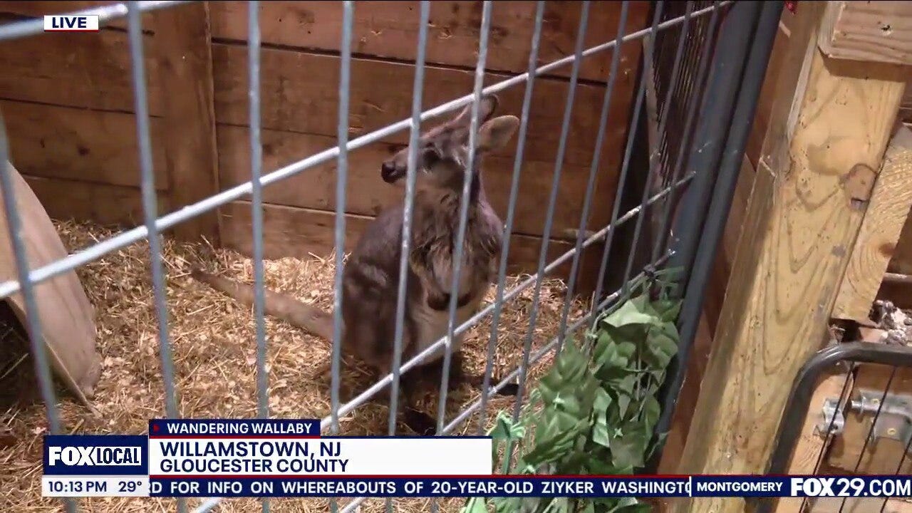 Rex the wallaby found safe after escaping animal farm in New Jersey