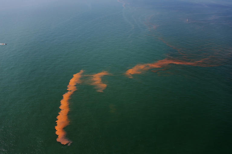 Florida's toxic red tide algae sounds alarm as Governor Ron DeSantis ...