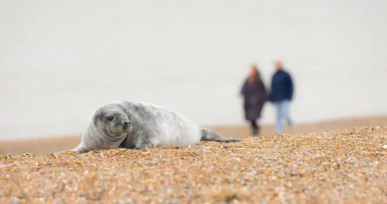 Fisherman saved baby seal after they went after the same fish