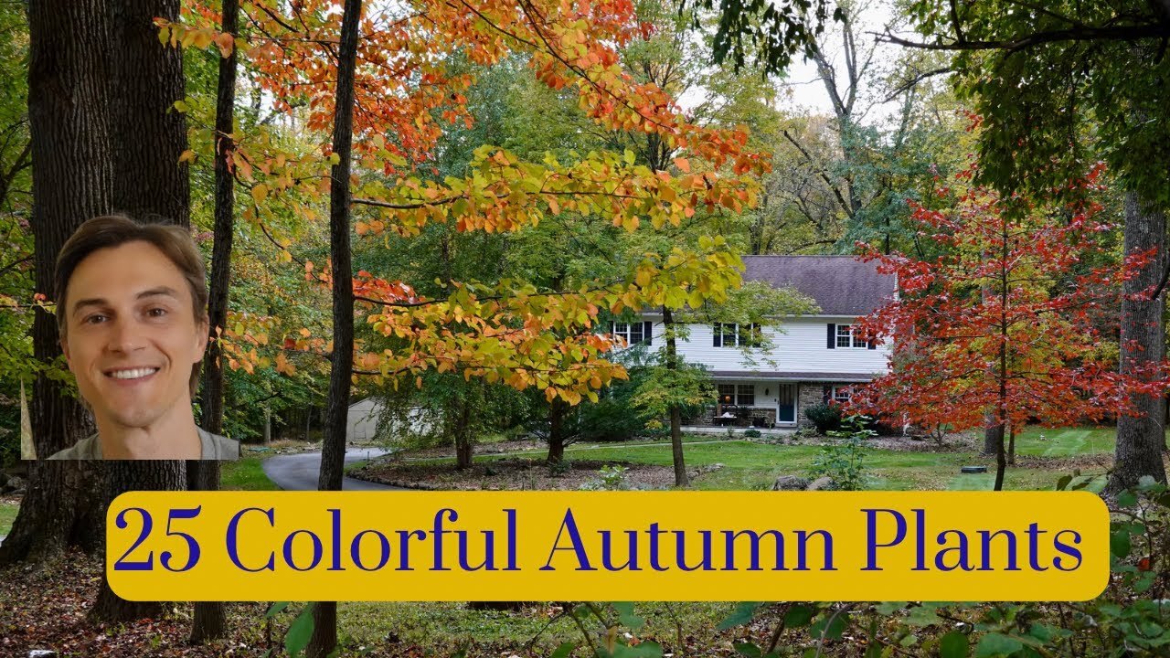 25 plants with awesome autumn color - trees, shrubs, & perennials