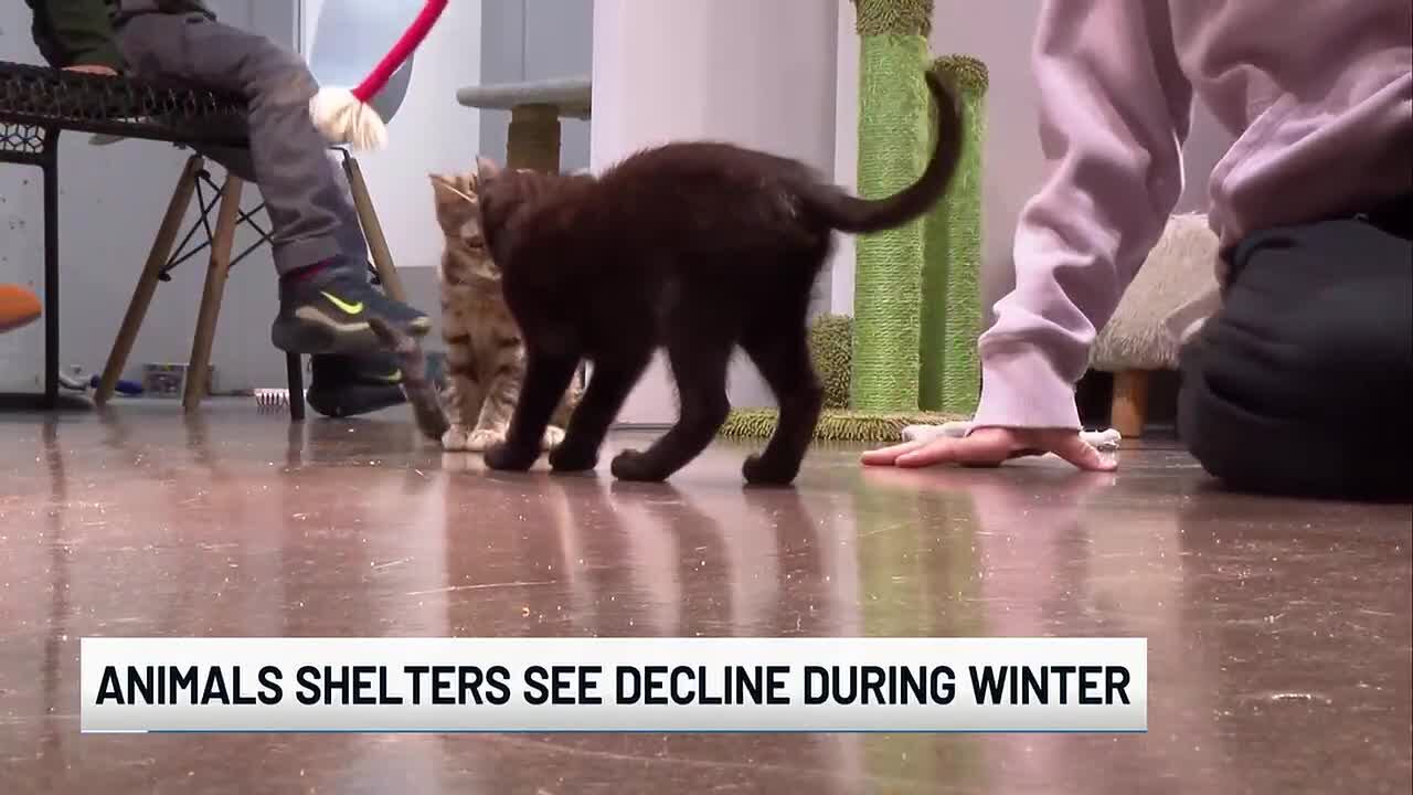 Omaha stray cats prepare for winter cold