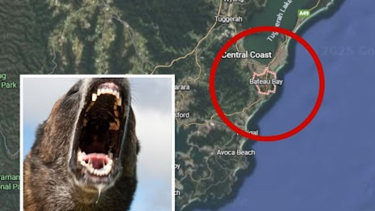 Dog missing after boy brutally attacked