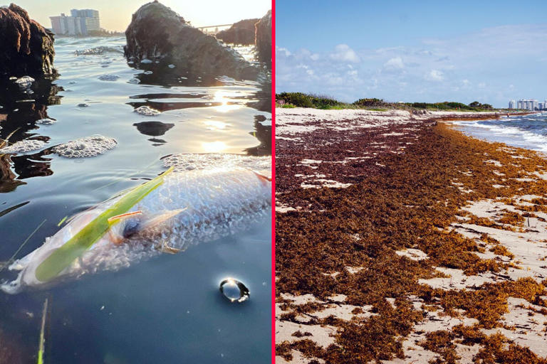 Florida's toxic red tide algae sounds alarm as Governor Ron DeSantis ...