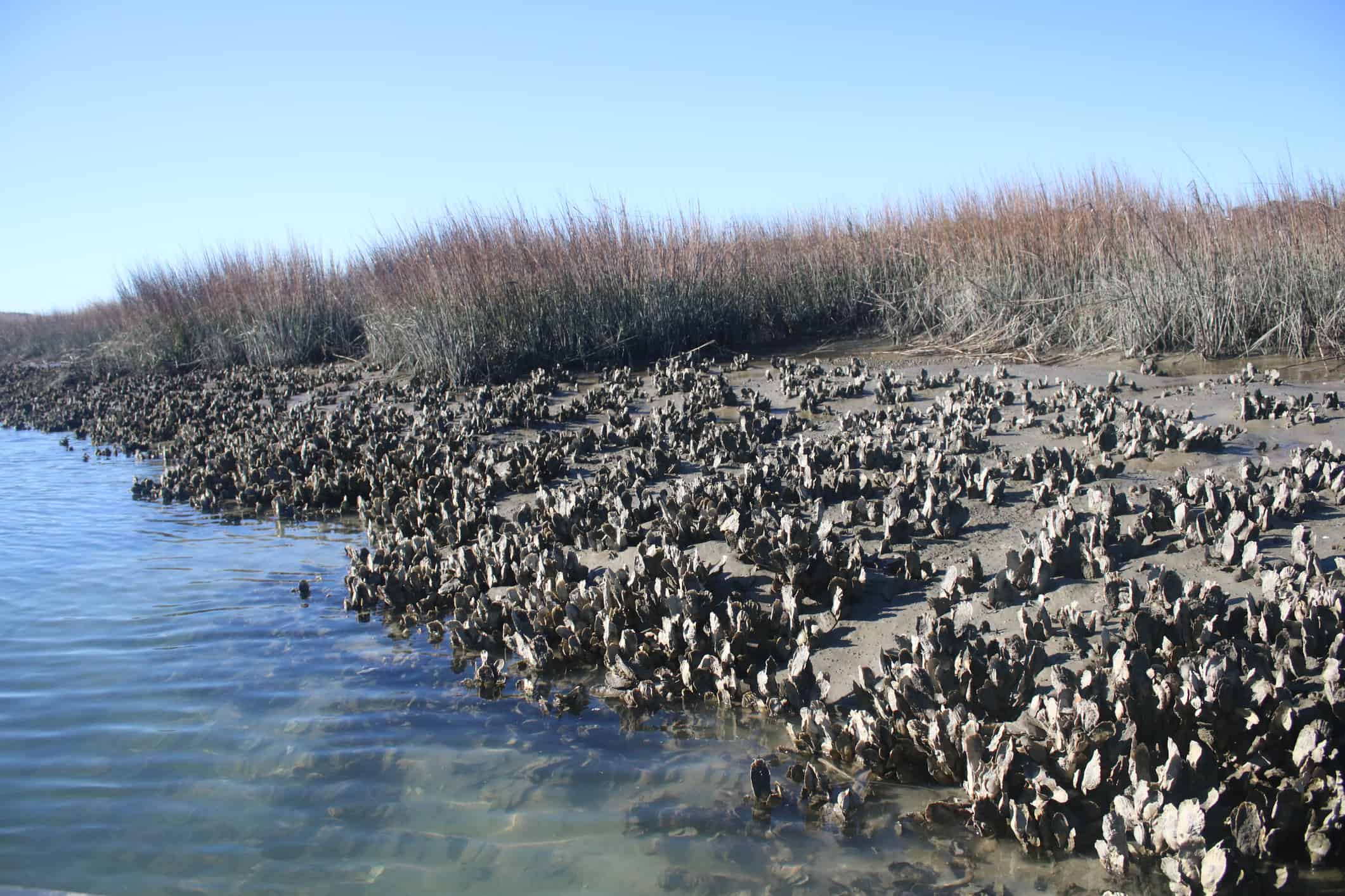 Meet the tiny animals that keep water clean