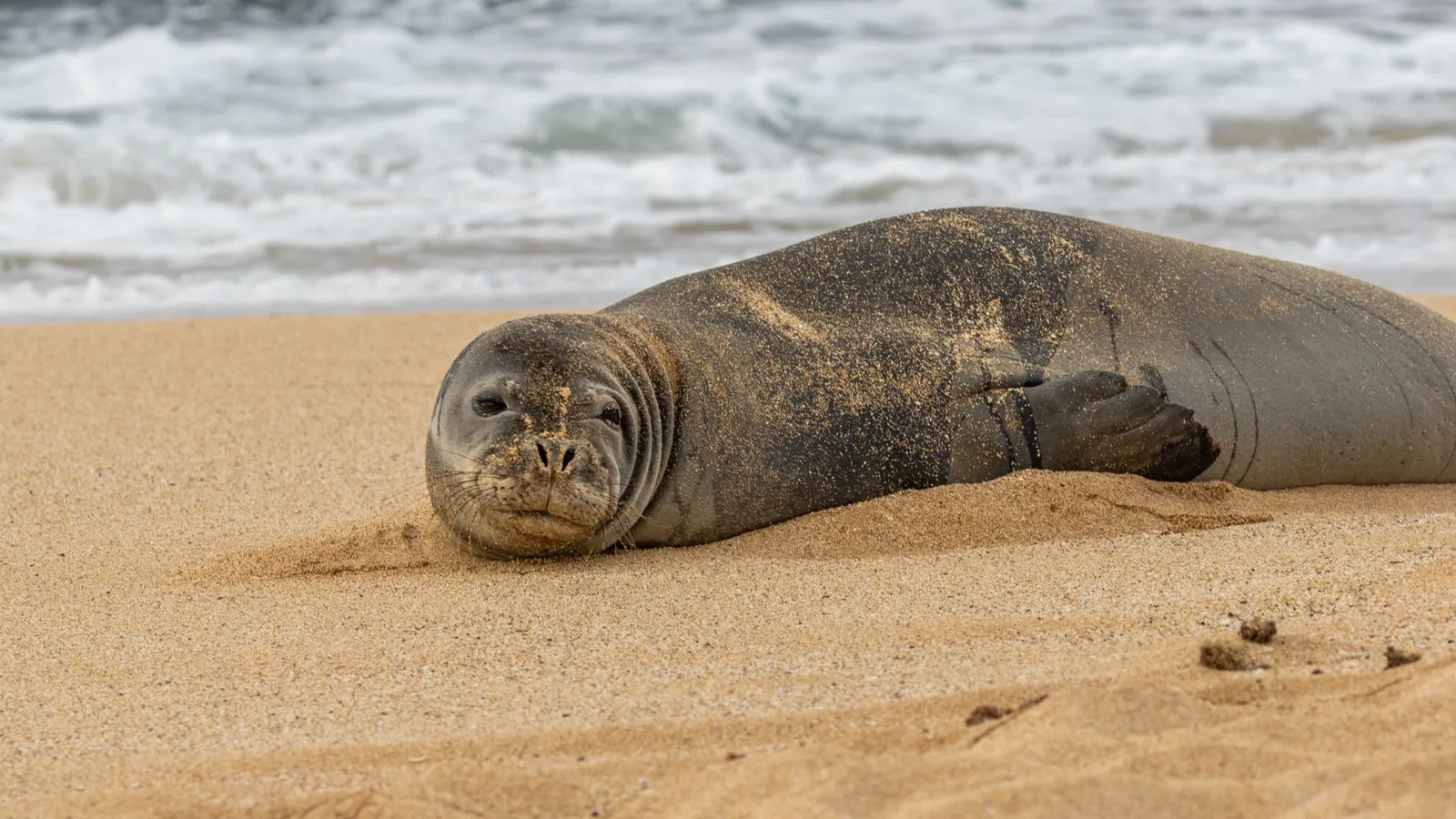 Rare US wildlife species protected by federal law