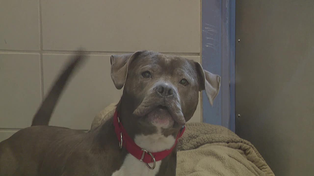 Wisconsin Humane Society year-end donation matching campaign