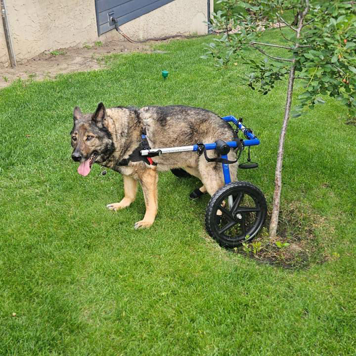 Ned’s Wish helps retired police and military dogs across Canada