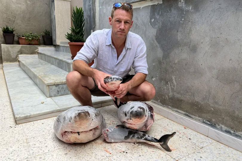 Great white sharks 'face extinction' as heads go on sale in fish markets