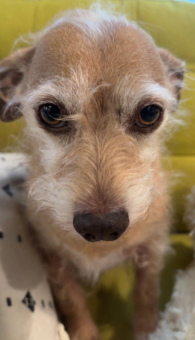 Valley pet tracker highlights quiet animal rescue network