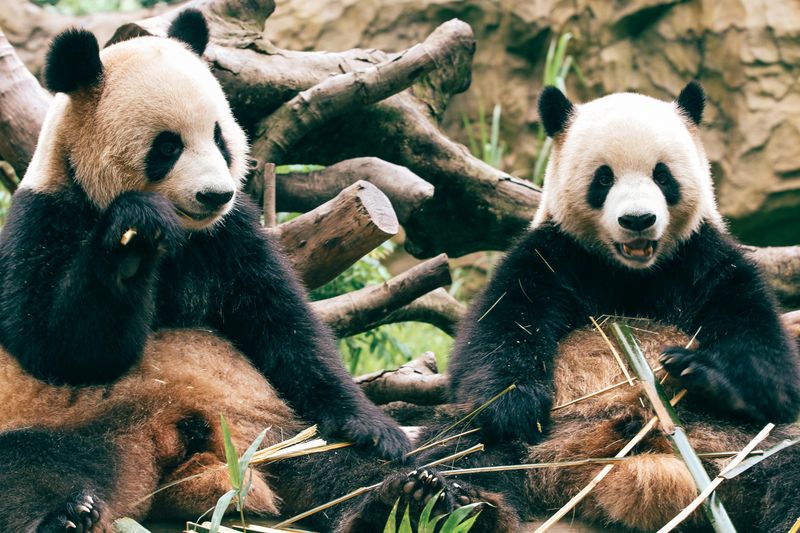 Fascinating facts about pandas everyone should know