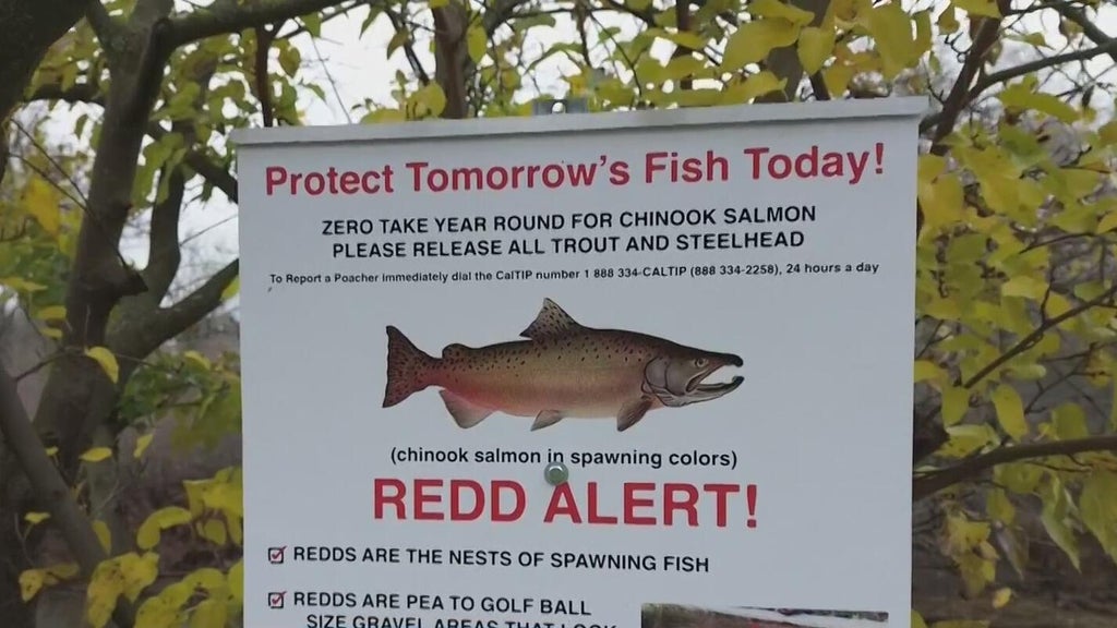 California's Yuba River sees highest salmon numbers in more than a decade