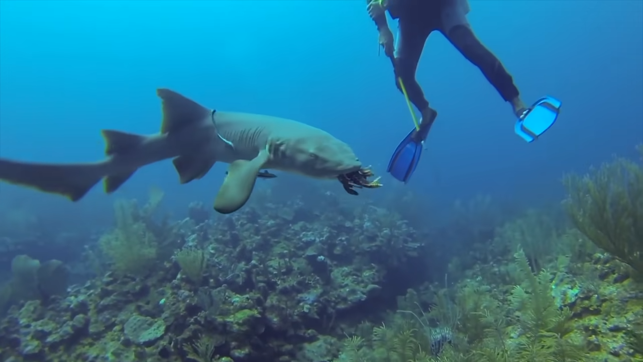 How feeding sharks changed their behavior forever
