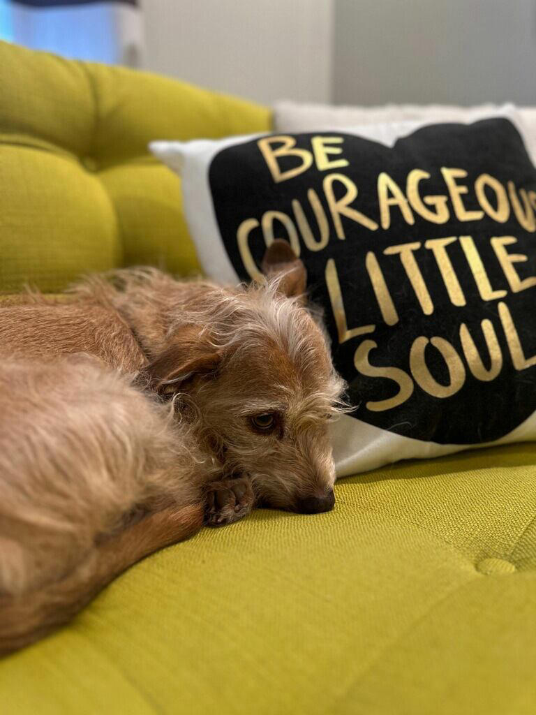 Valley pet tracker highlights quiet animal rescue network