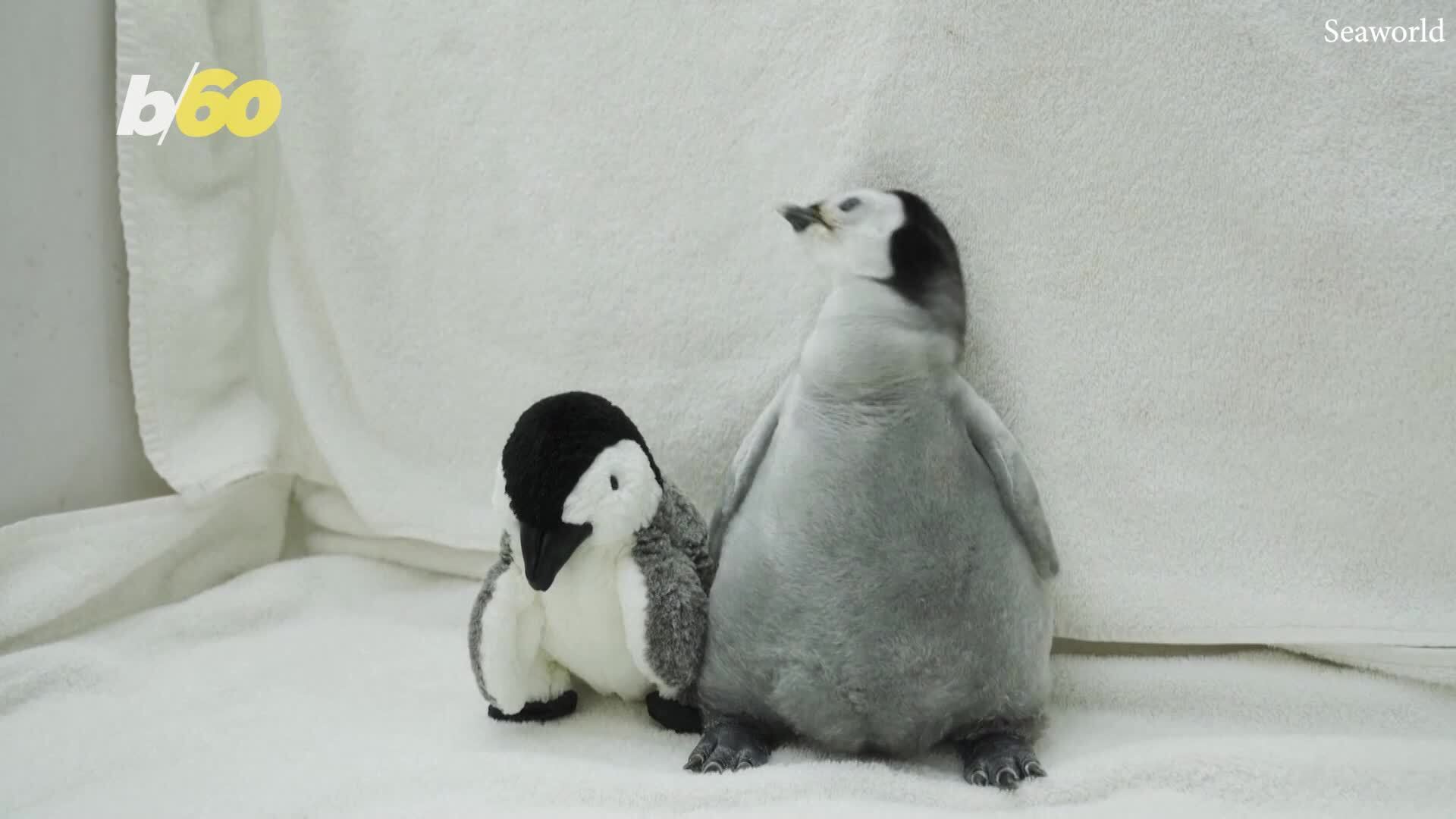 An emperor penguin chick gets its name after thousands of fans cast ...