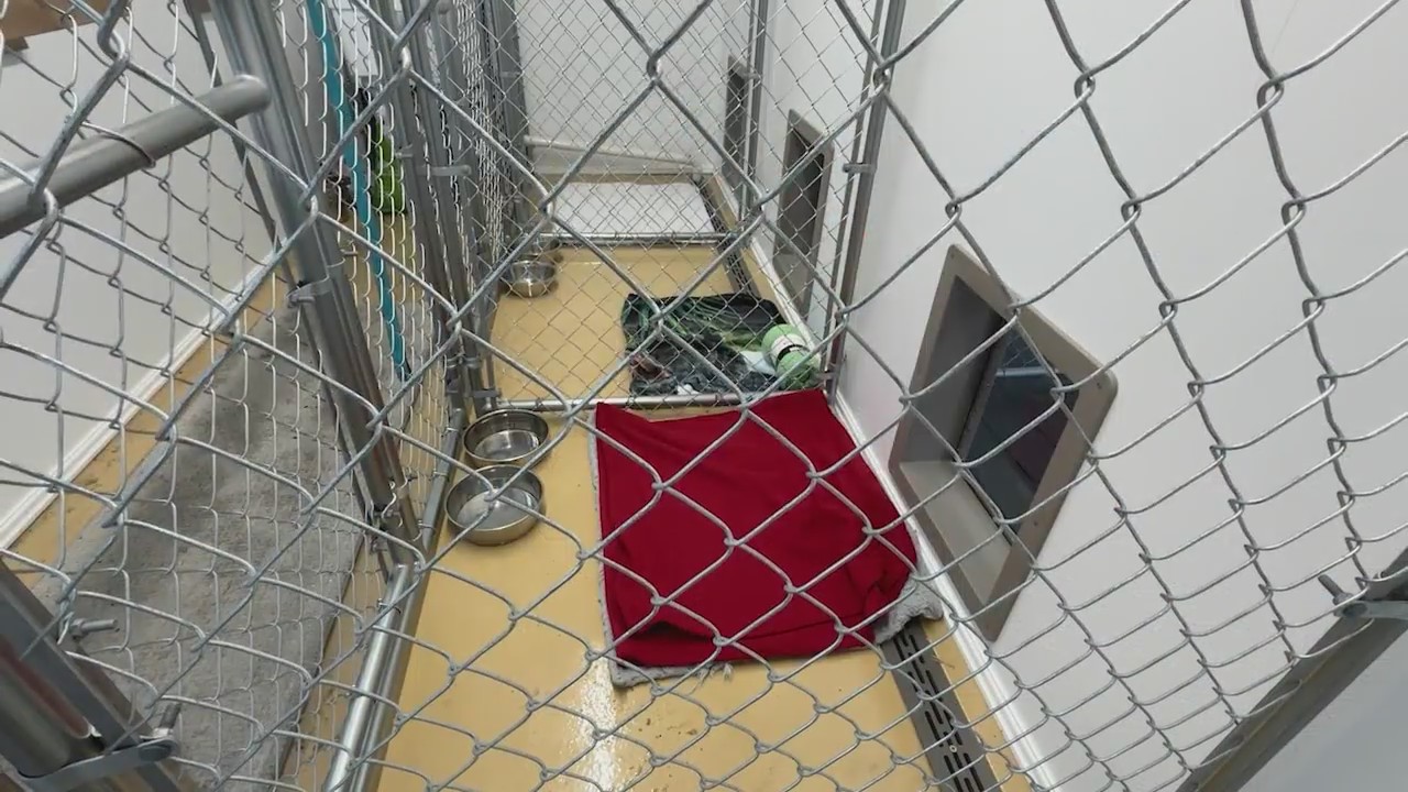 Rensselaer opens temporary animal shelter