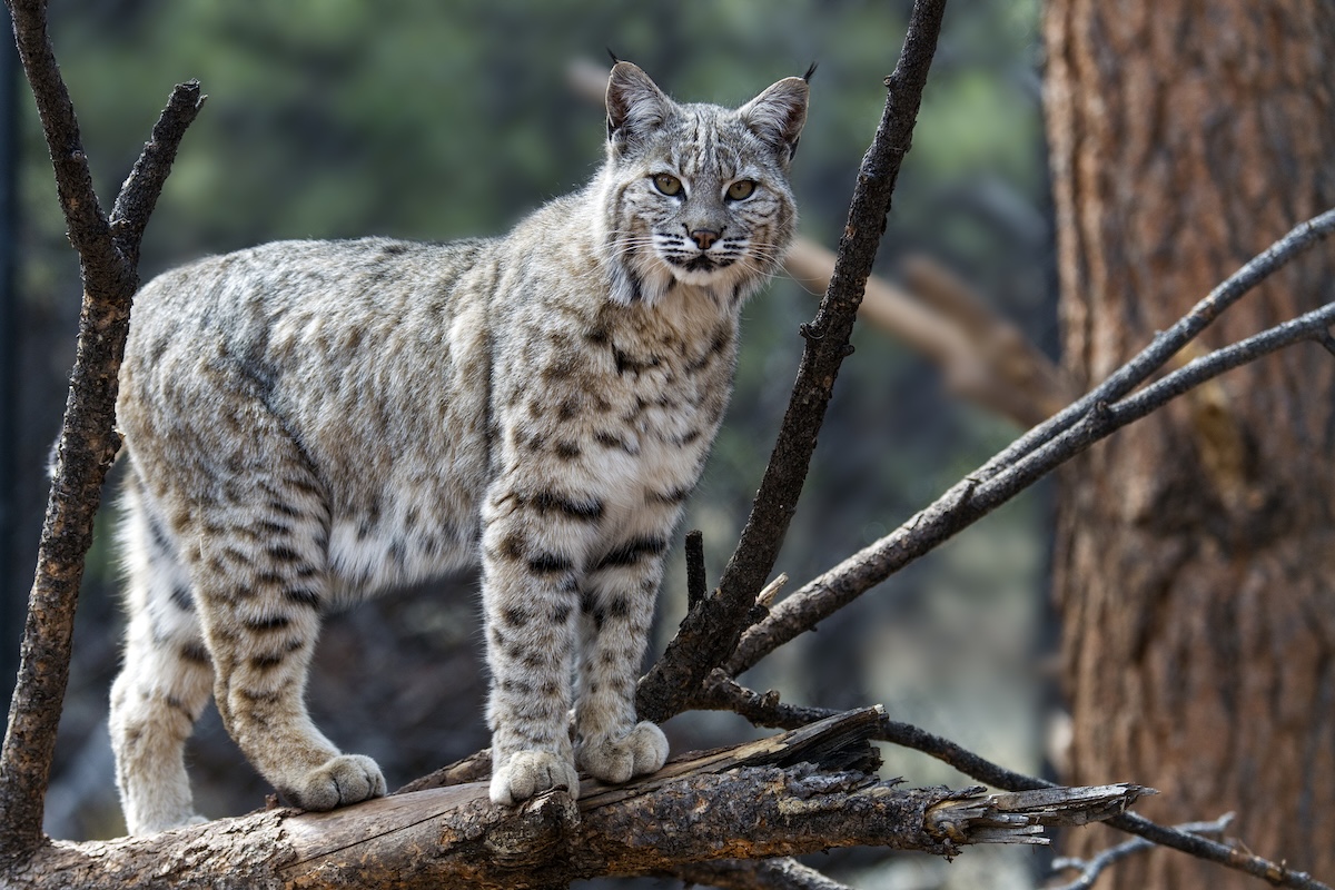 Watch: Bobcats hunt squirrel halfway up a tree
