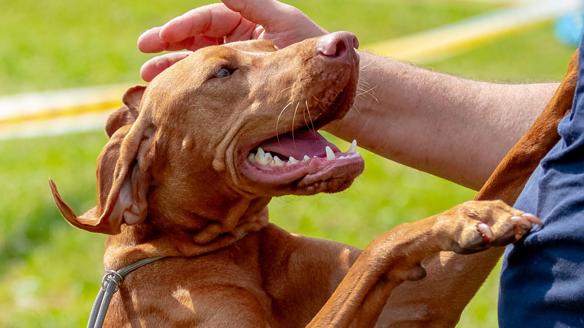 10 dogs that seem born for chaos but are surprisingly easy to train