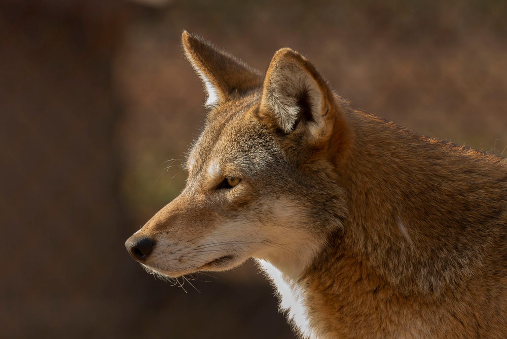 Americas Rarest Wolf Went Extinct in the Wild. Now Its Back.