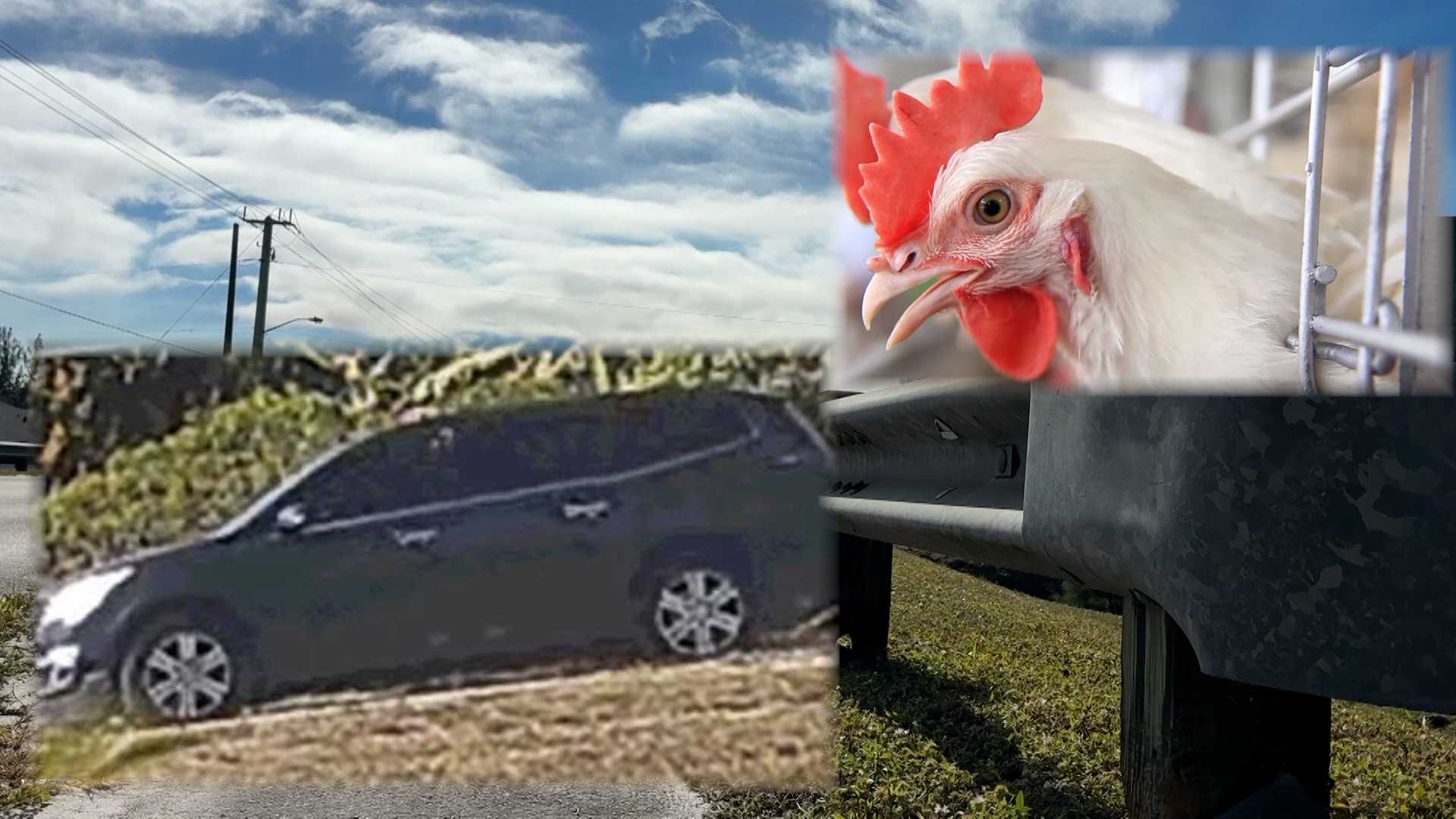 Animal cruelty investigation: Chicken killed after being set on fire