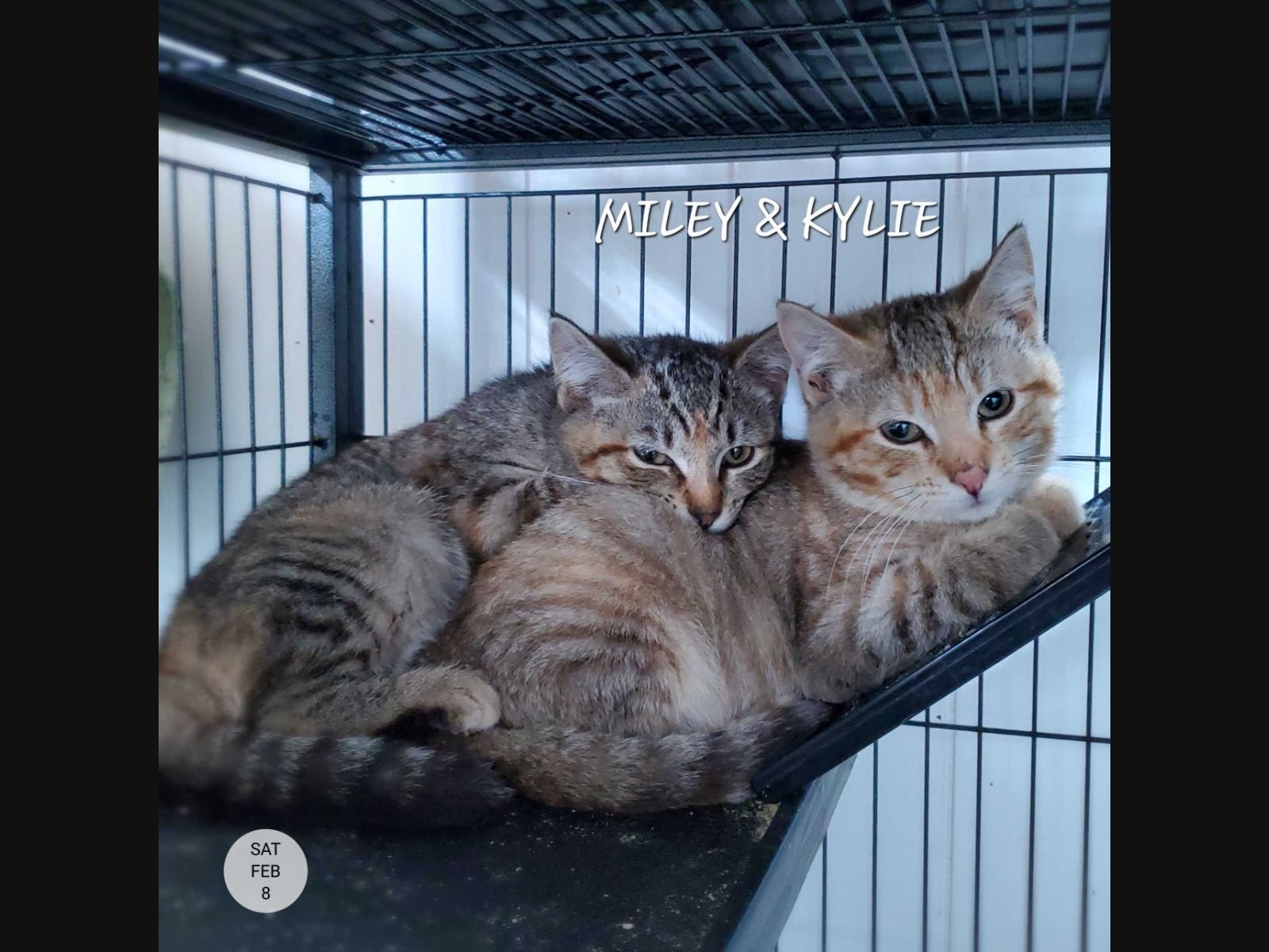 Bonded kittens Miley and Kylie hope to be adopted together: Northport ...