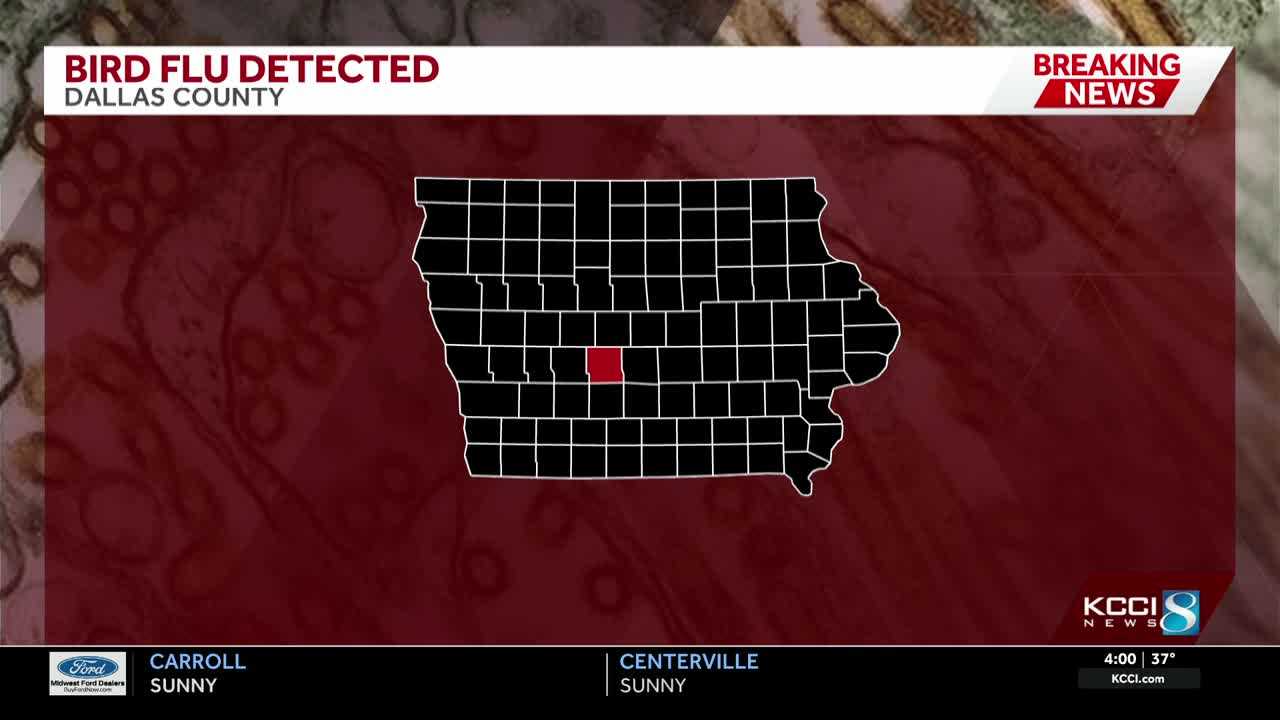 Bird flu confirmed in Dallas County backyard flock