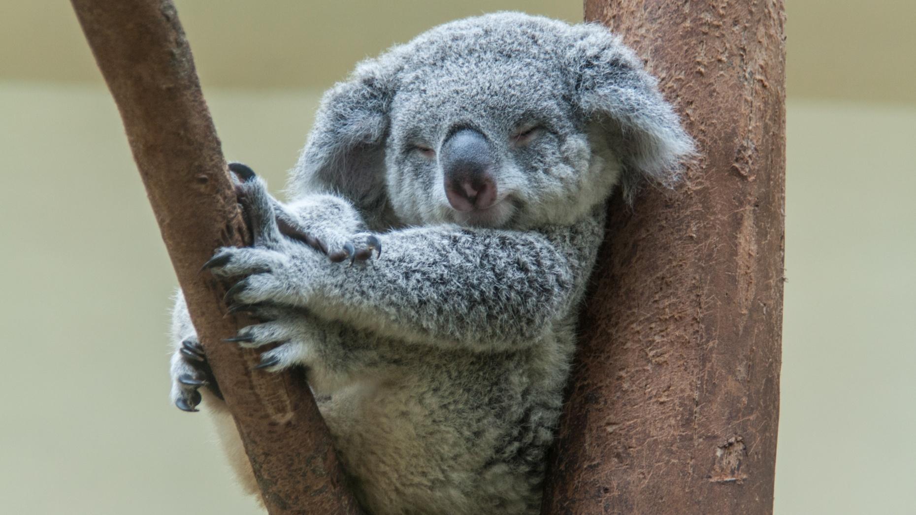These 30 smiling animals will brighten your day