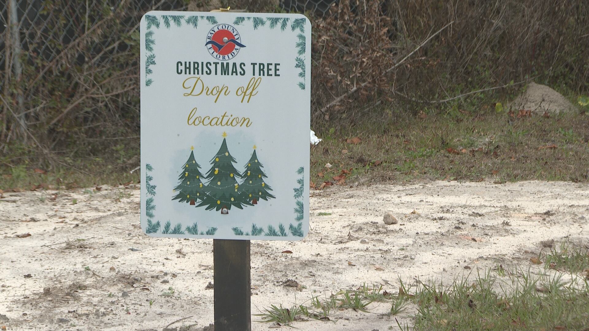 Bay County offers live Christmas tree disposal