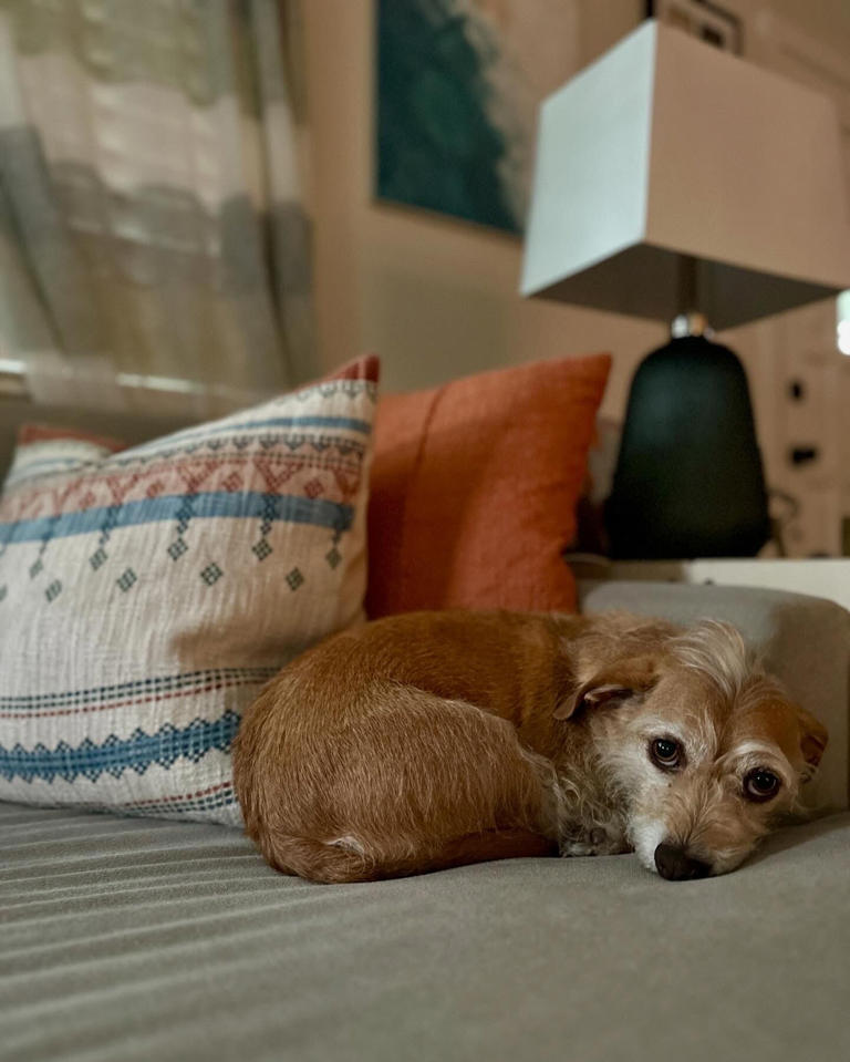 Valley pet tracker highlights quiet animal rescue network