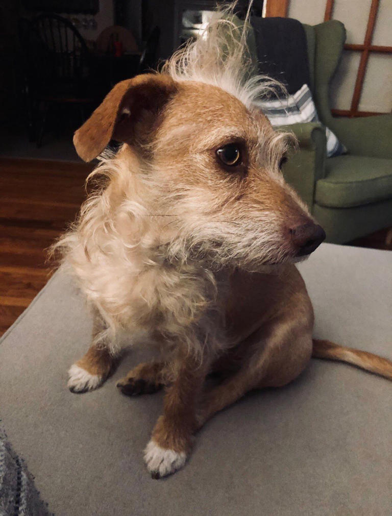 Valley pet tracker highlights quiet animal rescue network