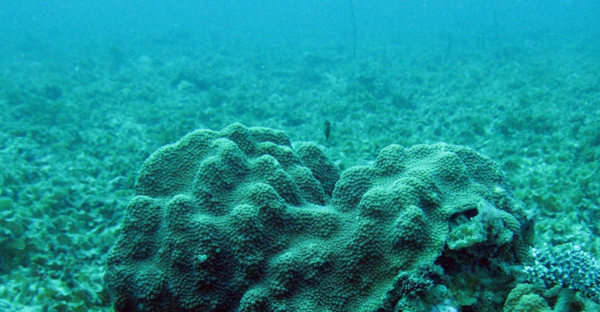 13 warning signs Earth’s next mass extinction is already here