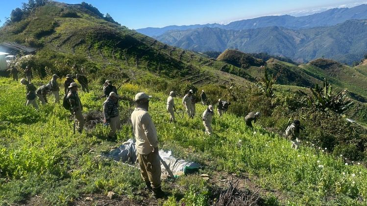 40 acres of poppy fields destroyed in Manipur's Churachandpur hills