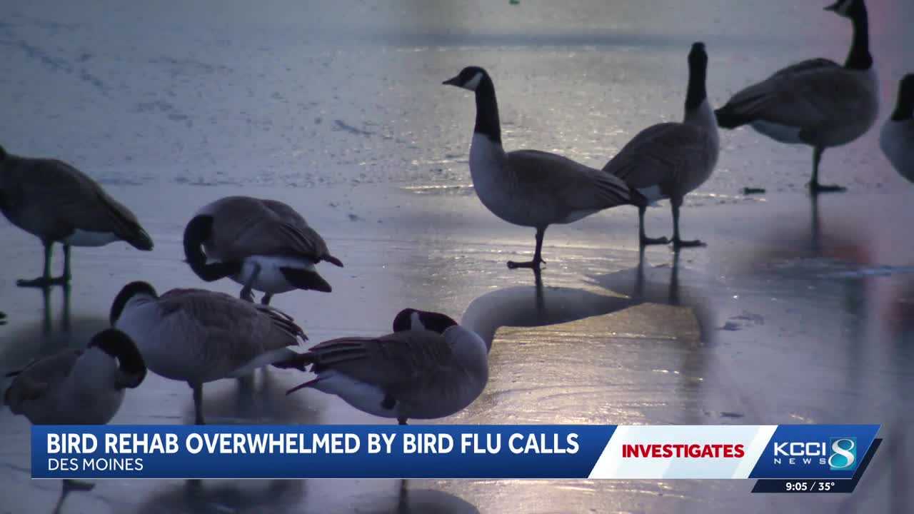 Iowa bird rehab overwhelmed by avian flu calls